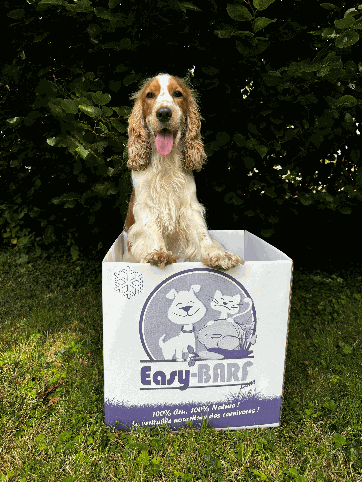 Barf, Aliments Crus pour chiens et chats - Easy BARF SAS